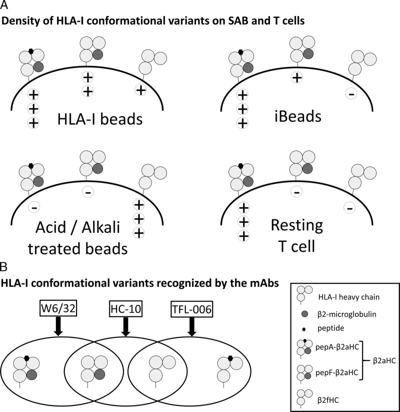 Terasaki Institute - Jucaud