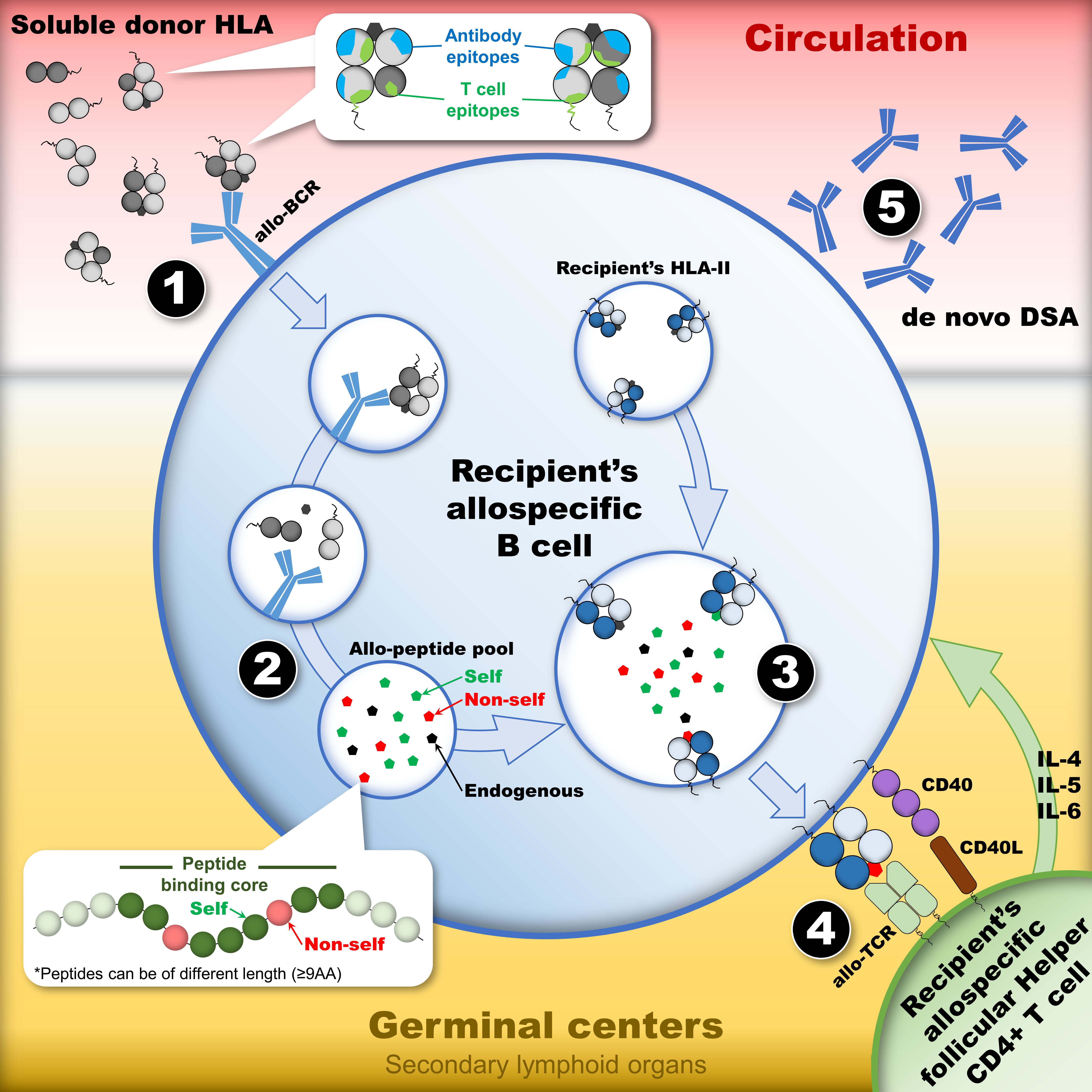 Terasaki Institute - Jucaud